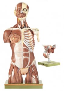 Anatomy models | SOMSO®