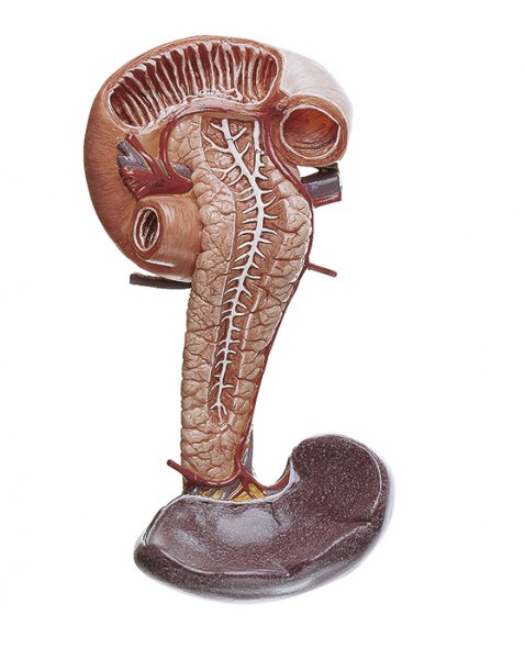 Pancreas with Spleen and Duodenum (JS 11) · Anatomy models | SOMSO®
