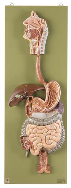 Eingeweide › Anatomie Modelle | SOMSO®