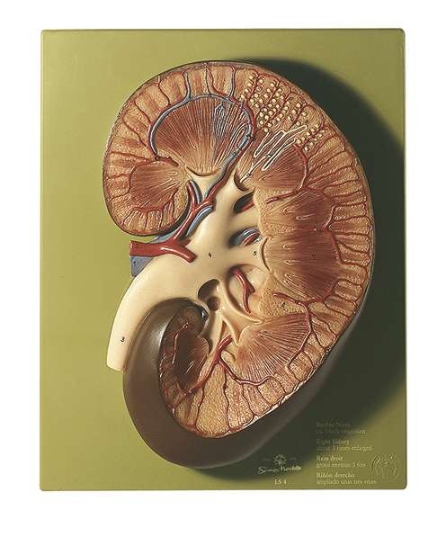 Right Kidney (LS 4) · Anatomy models | SOMSO®