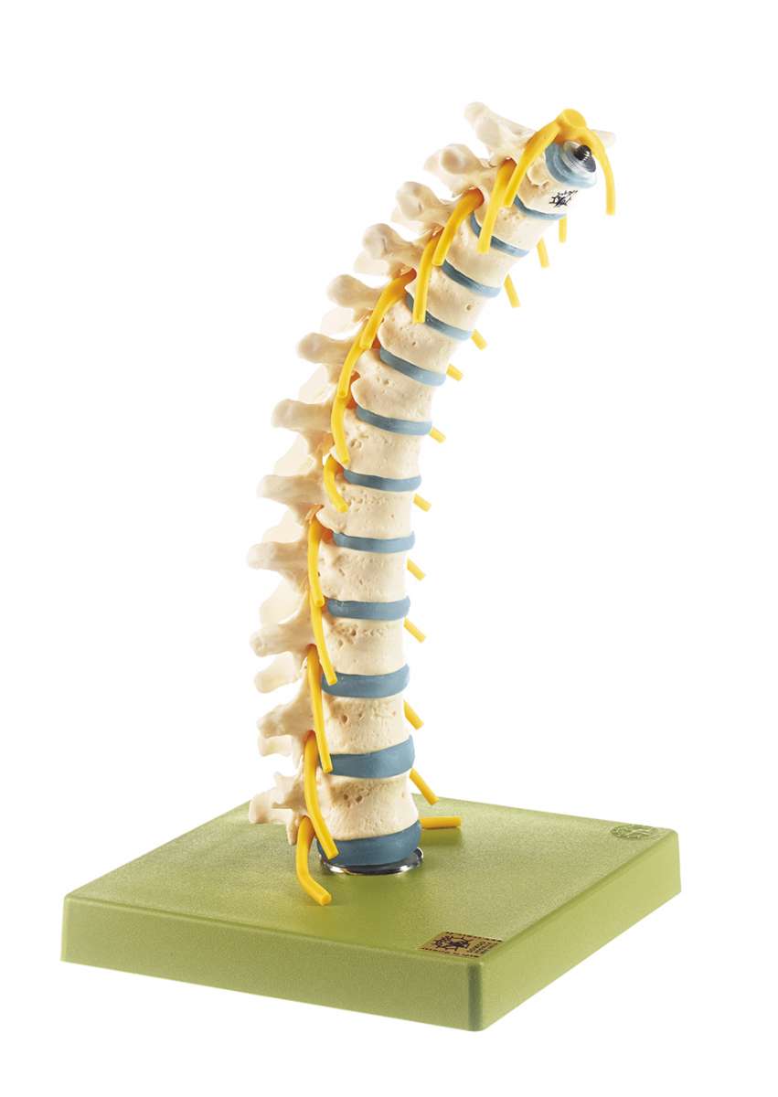 Thoracic Vertebral Column (QS 63) · Anatomy models | SOMSO®