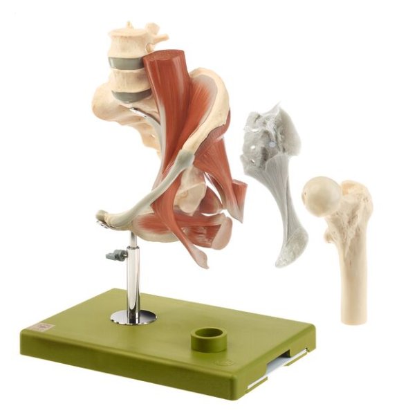 Model of the left hip with mucles (MS 8/9) · Anatomy models | SOMSO®
