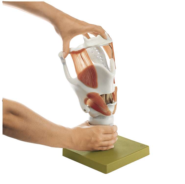 Functional Model of the Larynx (GS 10) · Anatomy models | SOMSO®