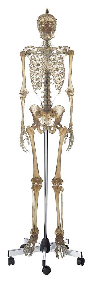 Artificial Transparent Human Skeleton (QS 10/12T) · Anatomy models | SOMSO®