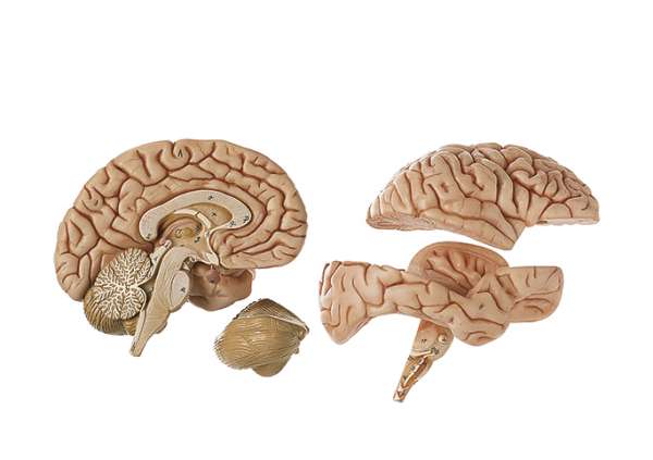 Brain (BS 22) · Anatomy models | SOMSO®