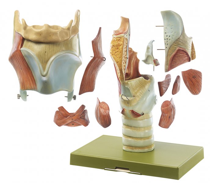 Larynx (G 9) · Anatomy models | SOMSO®