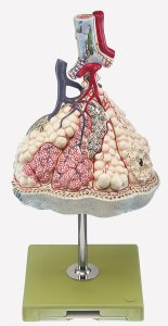 Eingeweide › Anatomie Modelle | SOMSO®