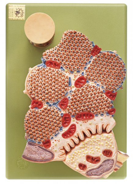 Skeletal Muscle Fibre with Functional Model (BS 36/1) · Anatomy models ...