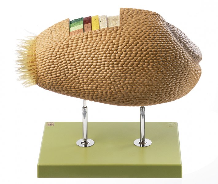 Modelo de un grano de trigo como ejemplo de una cariópside (BoS 18 ...