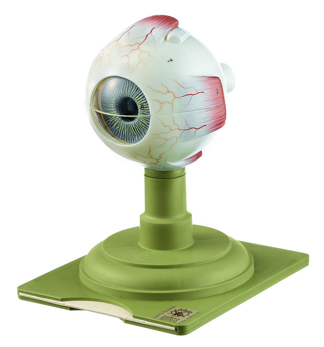 Augapfel (CS 5) · Anatomie Modelle | SOMSO®