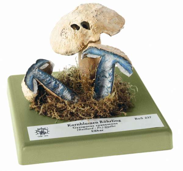 Botanik Modelle | SOMSO®