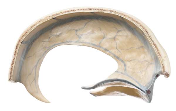 Anatomy models | SOMSO®