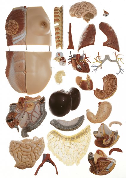 Female Torso with Head (AS 50/1) · Anatomy models | SOMSO®