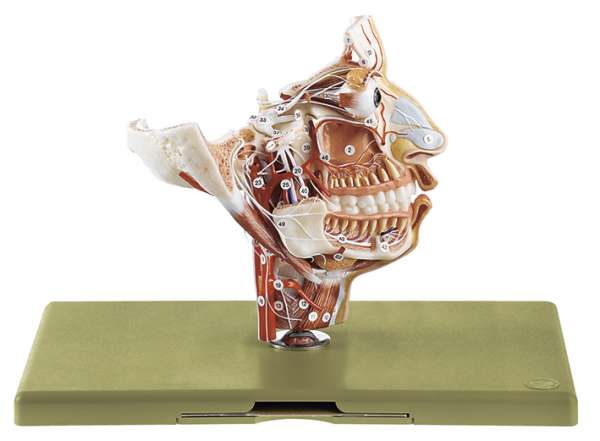 Anatomy models | SOMSO®