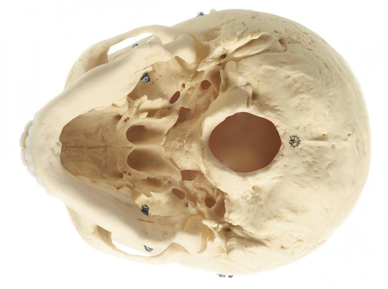 Artificial Human Skull (QS 7) · Anatomy models | SOMSO®