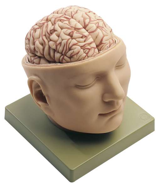 Anatomy models | SOMSO®