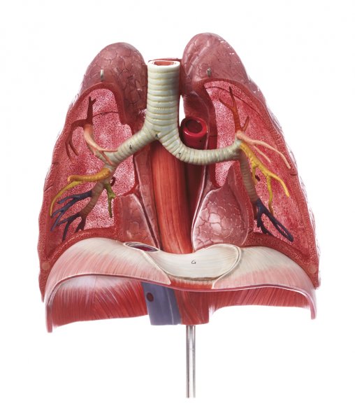 Topography of the Viscera of the Thorax (HS 8/1) · Anatomy models | SOMSO®