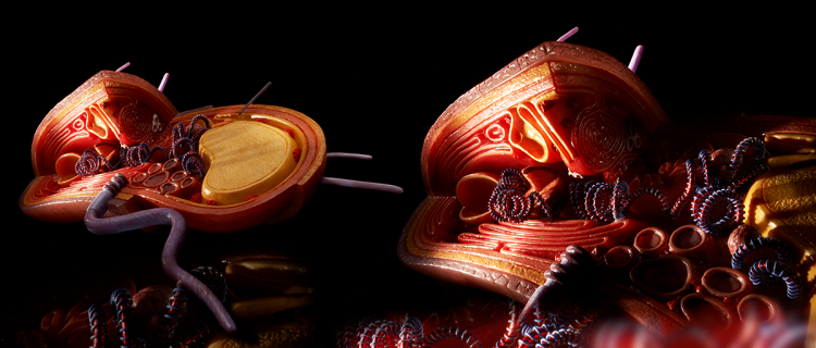 Original SOMSO® Modelle | SOMSO®