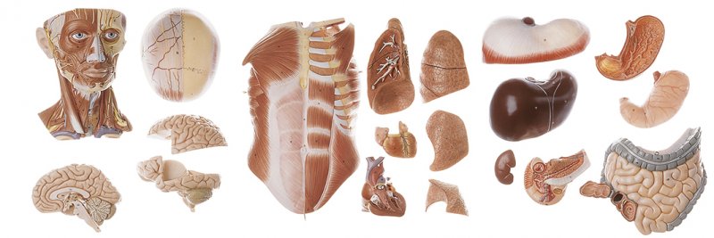 Male Muscle Figure (AS 2/2) · Anatomy models | SOMSO®