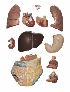 Female Torso with Head (AS 40) · Anatomy models | SOMSO®