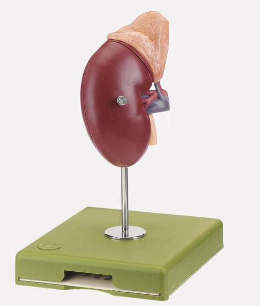 Eingeweide › Anatomie Modelle | SOMSO®