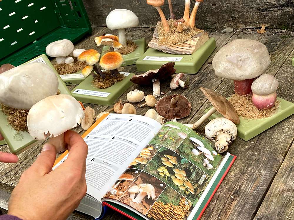 Original SOMSO® Modelle | SOMSO®