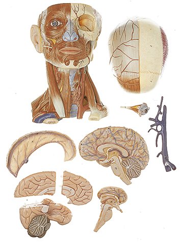 Head with Muscles (BS 18/2) · Anatomy models | SOMSO®