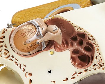 Ear with Pinna (DS 1) · Anatomy models | SOMSO®