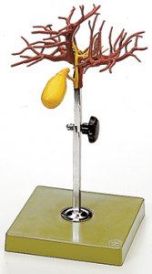 Viscera › Anatomy models | SOMSO®