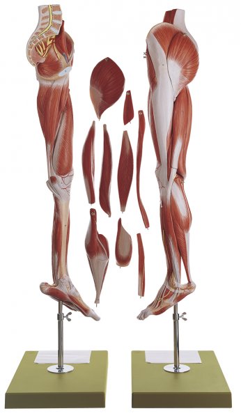 Muscle Models Anatomy