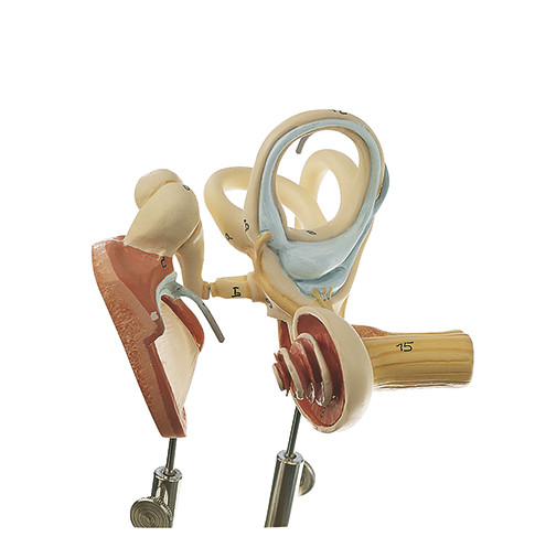 Laberinto con huesecillos del oído y tímpano | Osículos auditivos ...