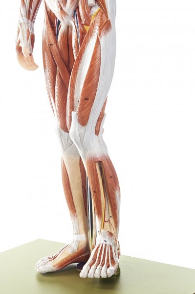 Male Muscle Figure (AS 1/1) · Anatomy models | SOMSO®
