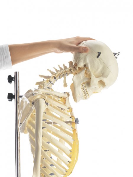 Artificial Human Skeleton (QS 10/13GA) · Anatomy models | SOMSO®