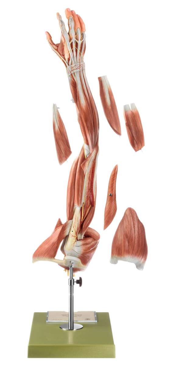 Muscles of the Arm with Shoulder Girdle (NS 15) · Anatomy models | SOMSO®