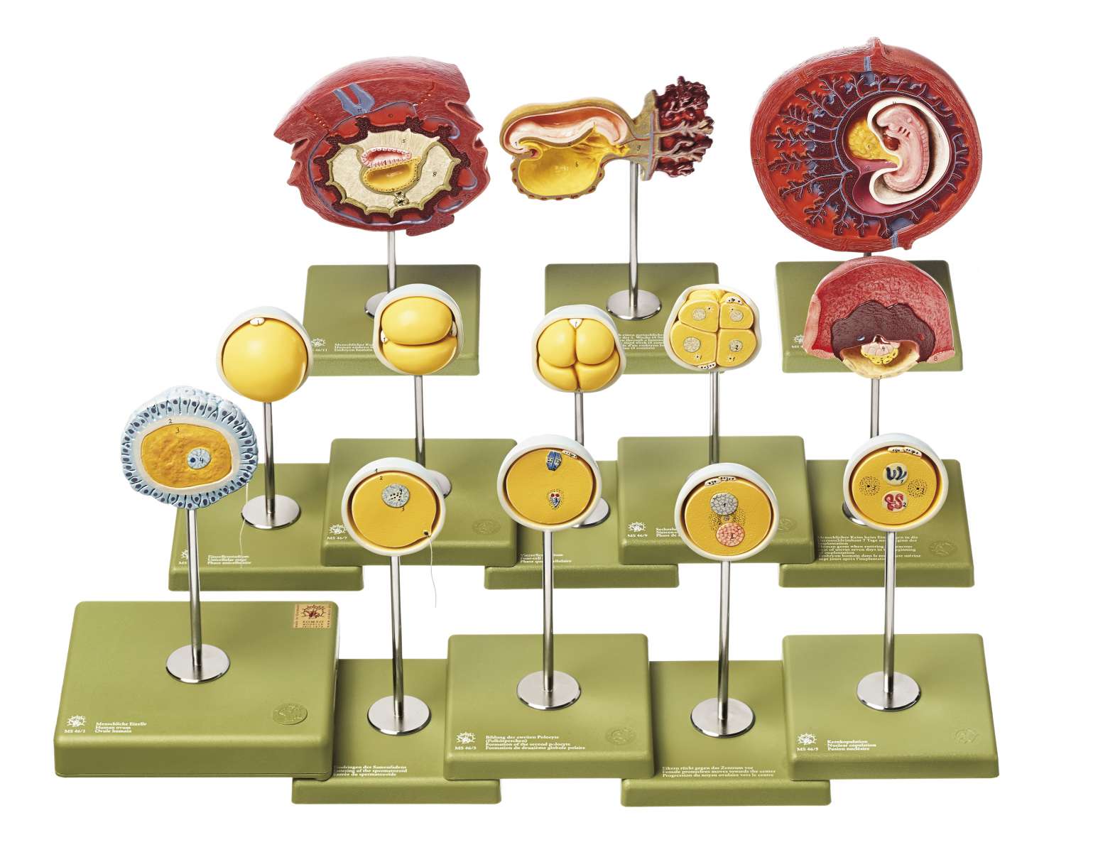 Human Development up to the Embryo at the End of the 1st Month Shown by ...