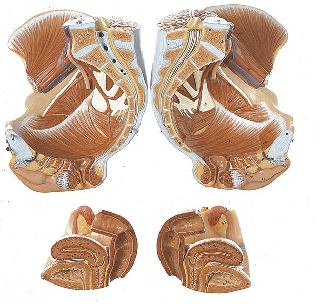 Female Pelvis (MS 8/1) · Anatomy models | SOMSO®