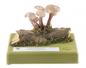 Botanik Modelle | SOMSO®